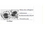 Les caractéristiques du tissus cartilagineux de l'os long
