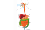Anatomie de l'appareil digestif.