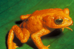 Amphibien Lurche