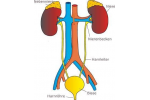 Die Anatomie der Harnorgane