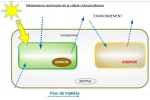 Le métabolisme autotrophe des cellules chlorophylliennes