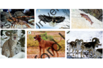 The animal world
