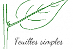Feuille simple ou feuille composée