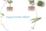 Le cycle de vie du haricot