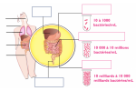Appareil digestif et microbiote 1ST2S