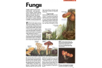 Regnul fungi