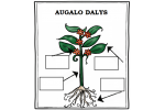 Augalo dalys