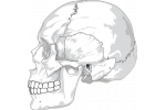 Popis lebky