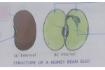 Structure of a kidney Bean seed
