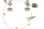 Le cycle de vie du haricot