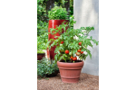 Types of Plants - Matching Pairs