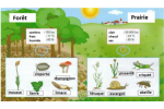 Comparaison foret/ prairie