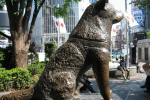 Hachiko, le chien le plus célèbre du Japon
