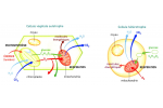Le métabolisme des cellules autotrophes et hétérotrophes