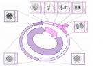 Le cycle cellulaire - Schéma bilan