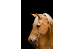 Pferde Quiz