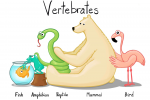 The Vertebrates Song