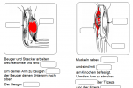 Muskeln - Beuger und Strecker
