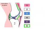 schema d'une articulation du genou