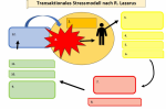 Transaktionales Streßmodell nach Lazarus