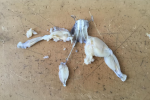 Dissection de la cuisse de grenouille (système nerveux)