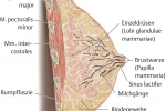 Die Anatomie der weiblichen Brust