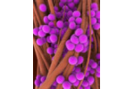 Clasificarea bacteriilor