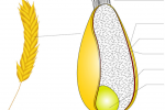 Aufbau des Getreidekorns