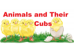 Animals and Their Cubs (4)