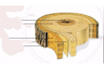 STRUTTURA DEL TRONCO
