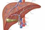 Anatomie jater + krevní zásobení jater