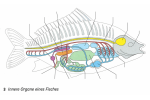 Innere Organe eines Fisches