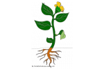 Structura plantei