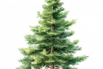Bäume: Nadelbaum oder Laubbaum?
