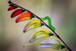 How do insects move?