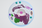 Animal cell structure matching game