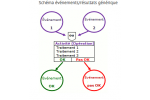 Schéma de processus: évènement-Résultat