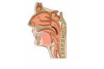 Atmungssystem des Menschen Teil 2:Nase und Rachenraum