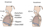Brustatmung