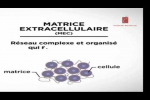 Bilan organisation des cellules spécialisées et rôle de la matrice ...
