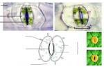 Structure du stomate