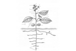 Les organes d'une plante (CAP)