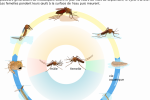 cycle de vie du moustique