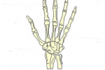 Les os de la main