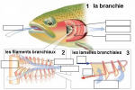 Schéma des branchies
