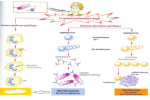 Schéma bilan représentant les réactions immunitaires mises en place par ...