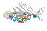 Organe eines Fisches